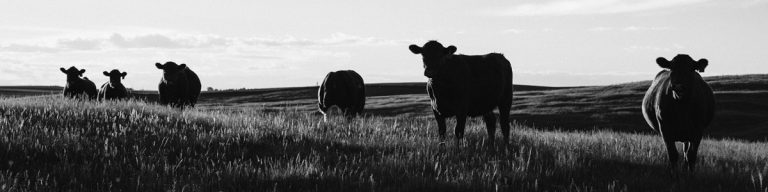 Livestock Tracking and Management - Grazertrack - Every Asset Tracked