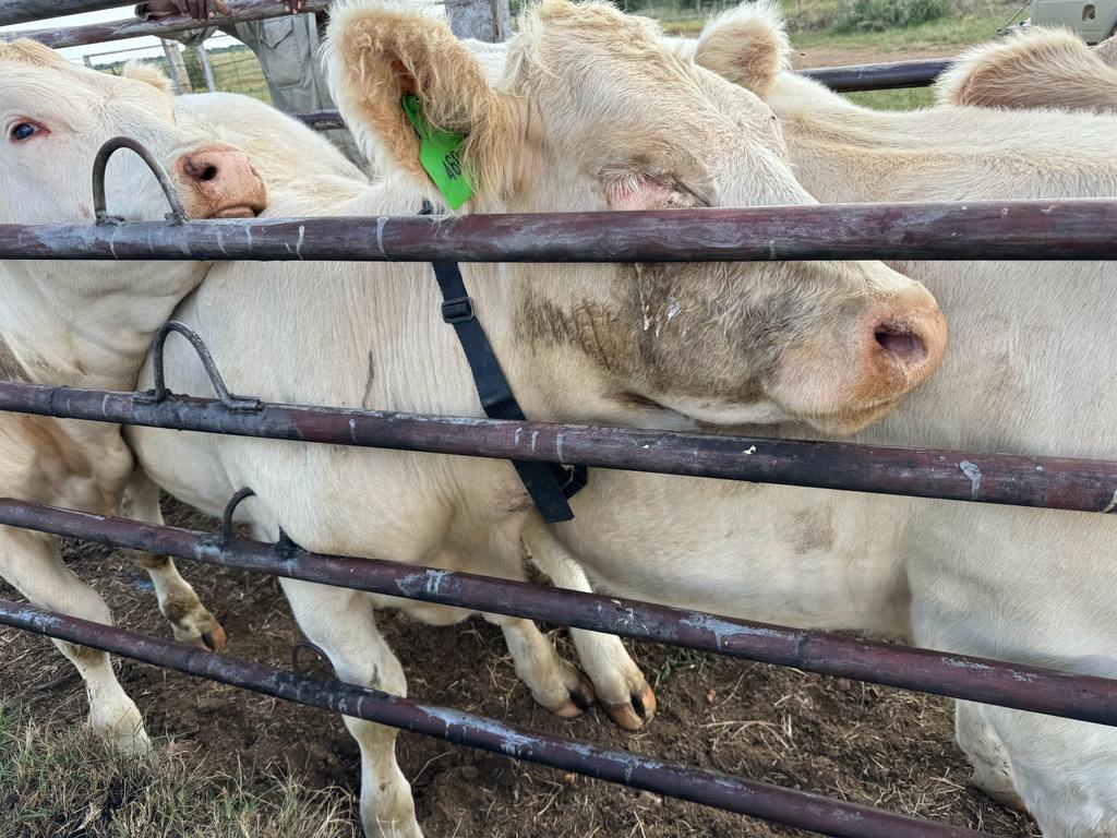 Cattle Tracking Collar - Grazertrack - Every Asset Tracked