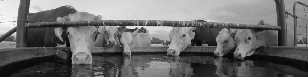 Trough Level Monitoring for Livestock - Grazertrack - Every Asset Tracked